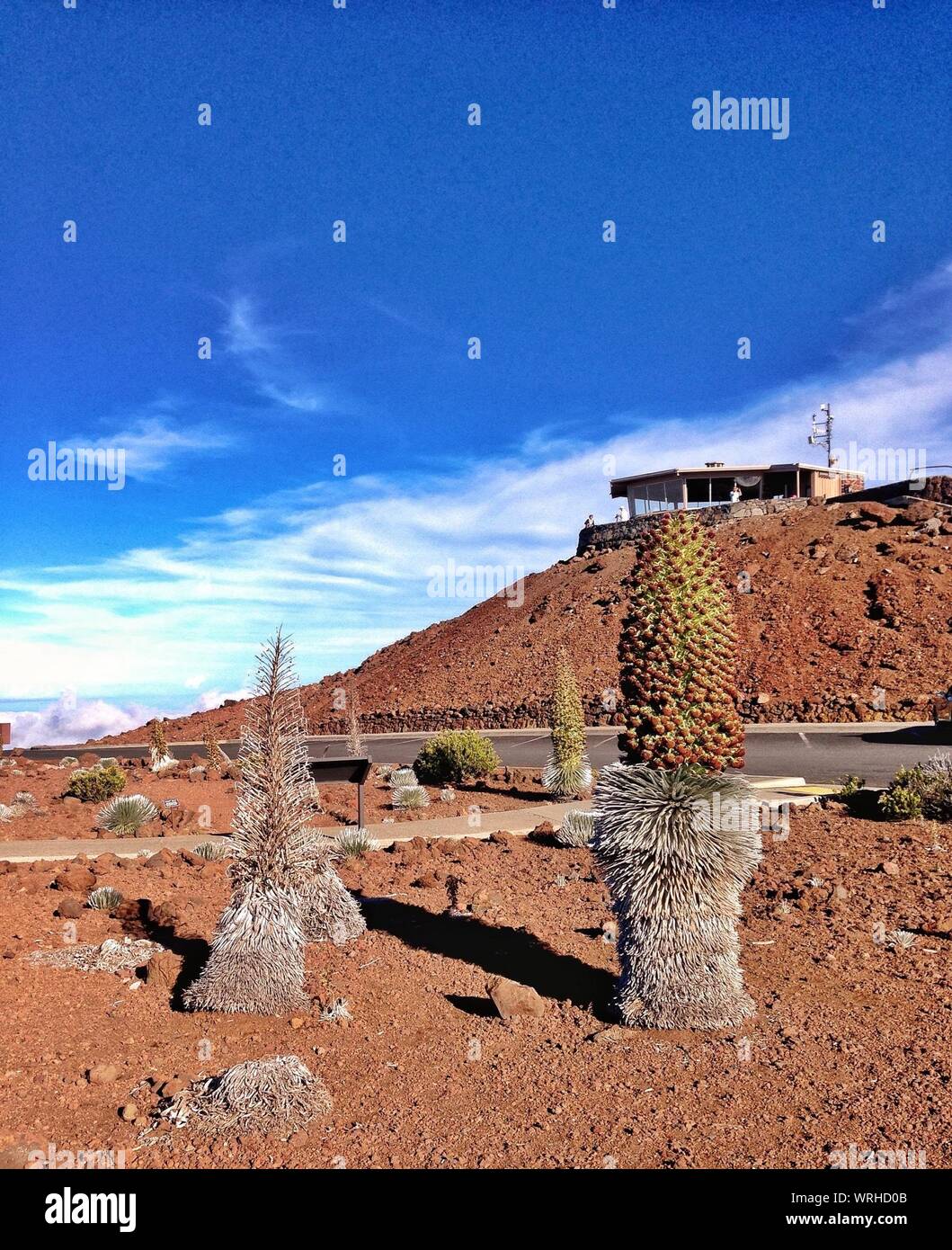 Arid plants hi-res stock photography and images - Alamy