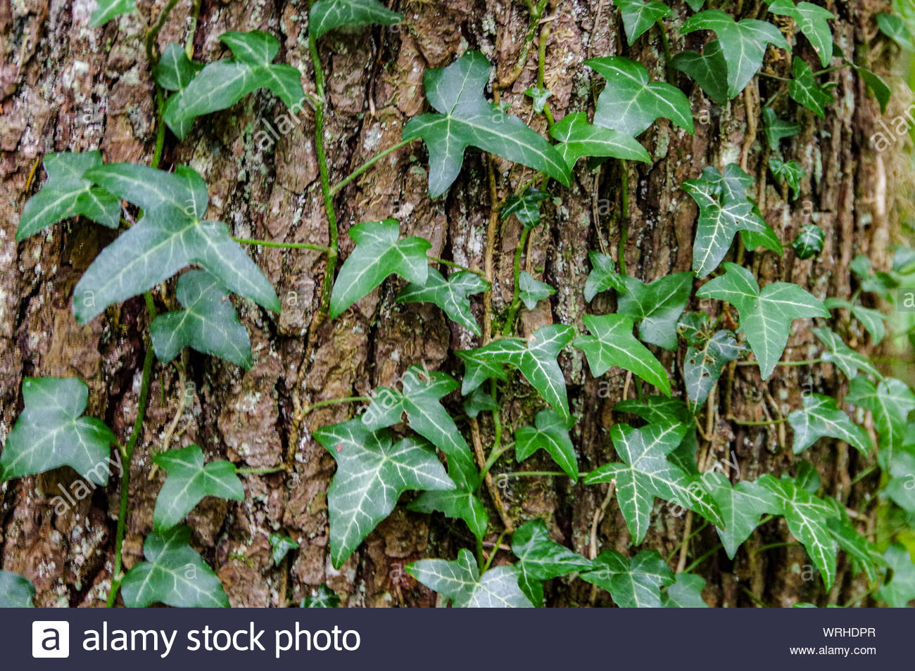 Efeu High Resolution Stock Photography and Images - Alamy