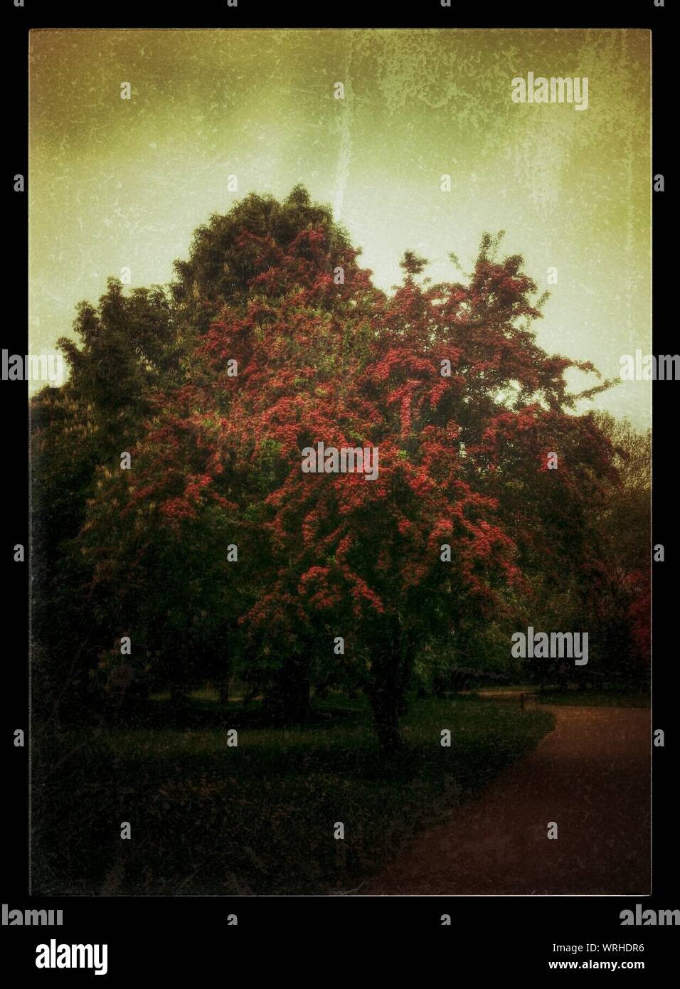 Idyllic nature hi-res stock photography and images - Alamy