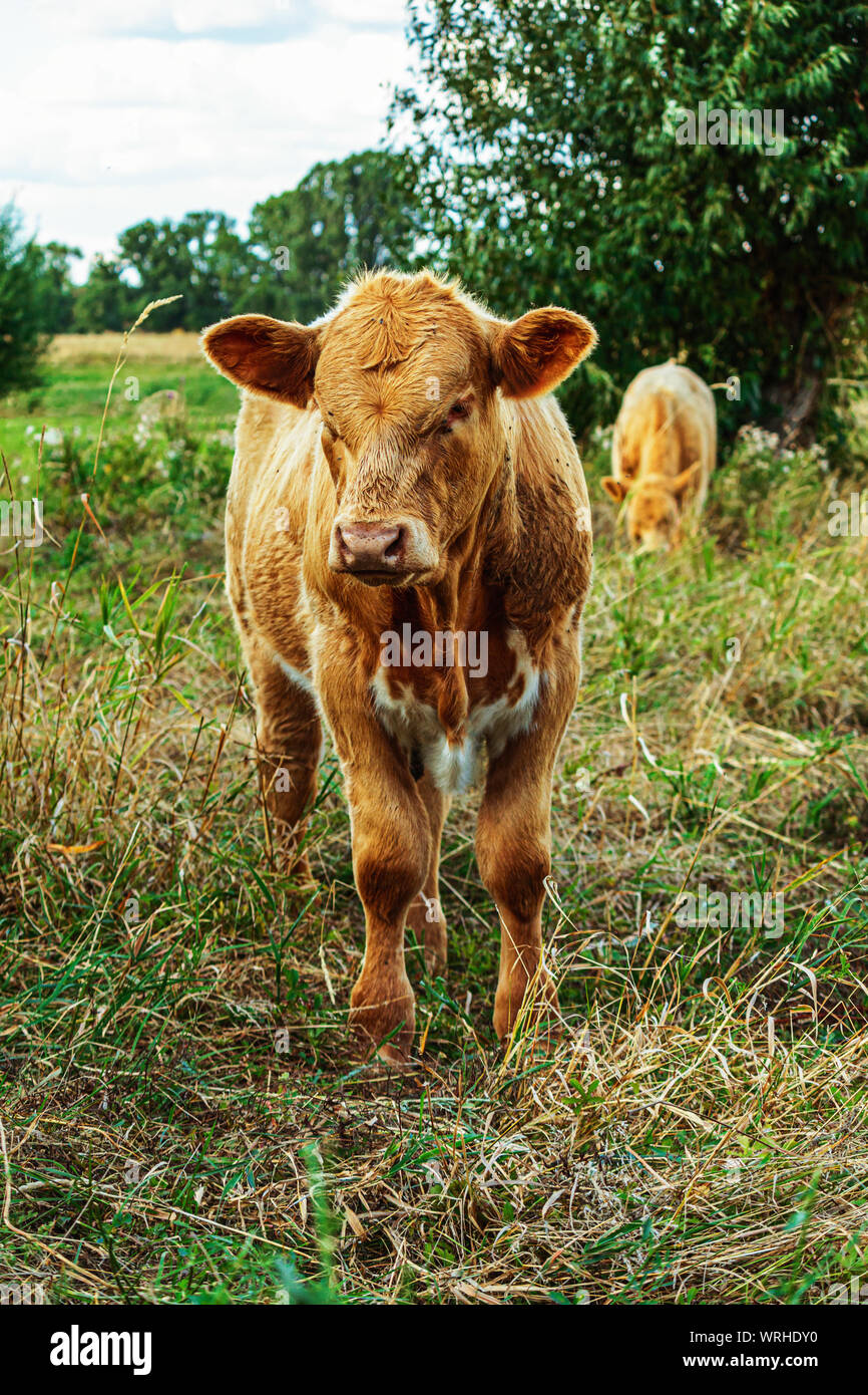 Young bull looking at the viewer Stock Photo - Alamy