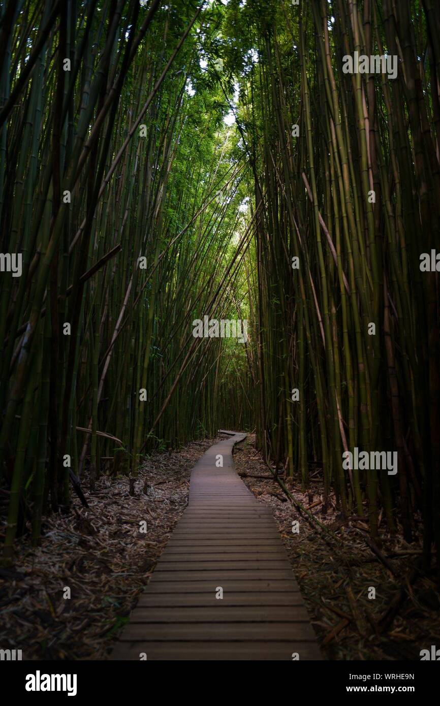 Bamboo pathway forest hi-res stock photography and images - Alamy