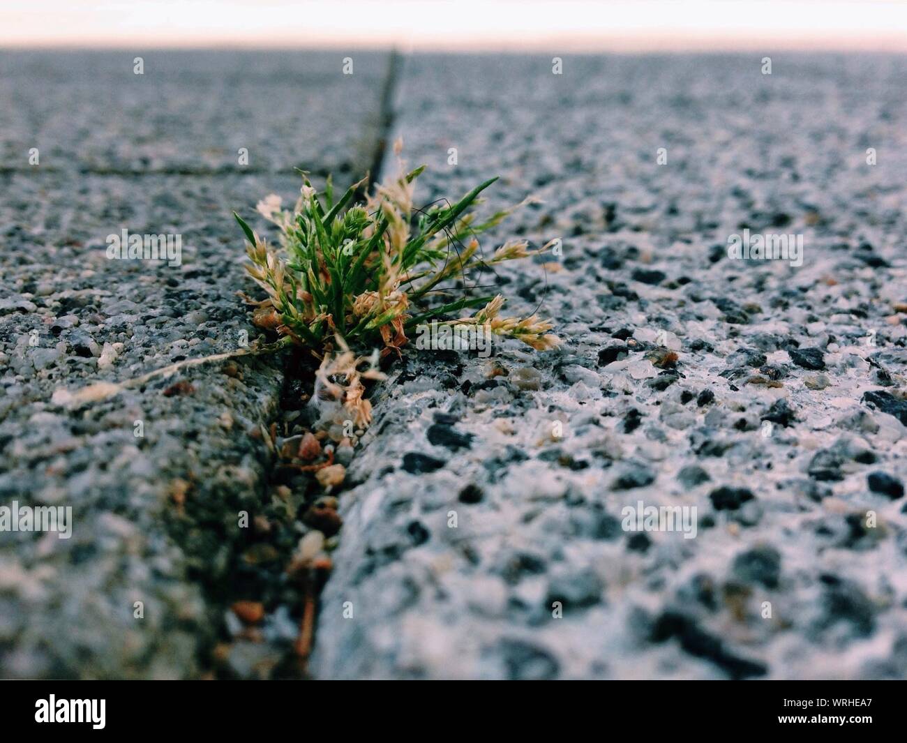Pavement grass hi-res stock photography and images - Alamy