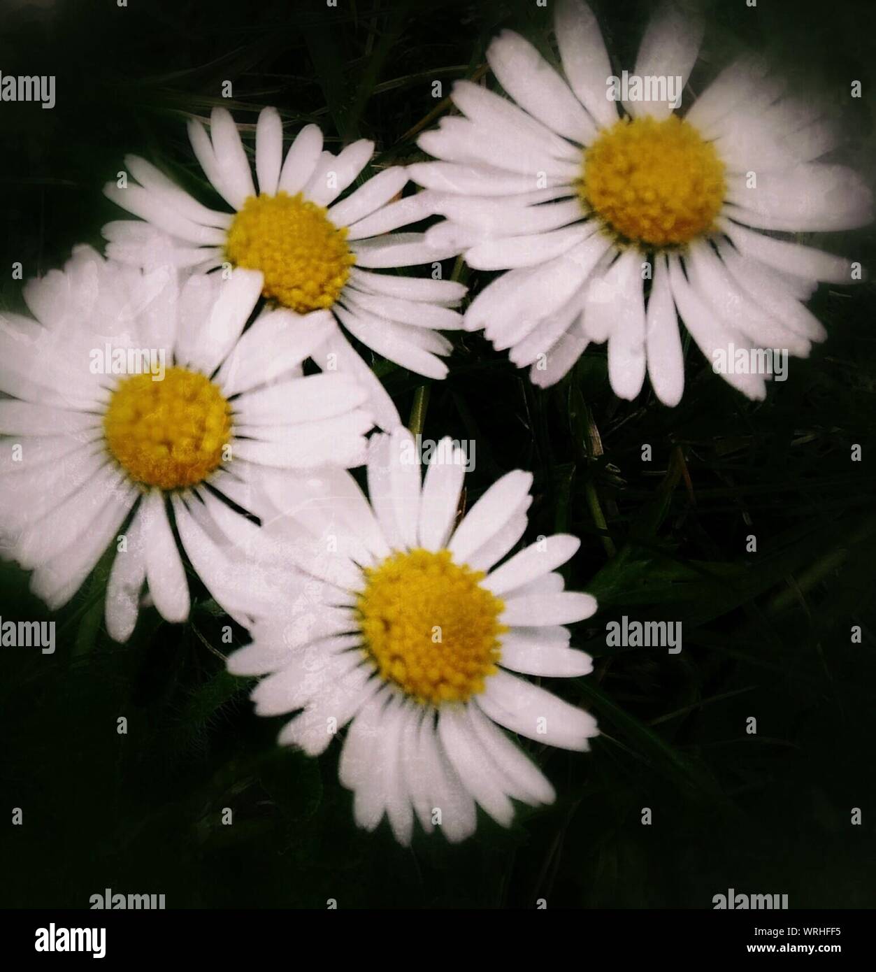 White and yellow flowers hi-res stock photography and images - Alamy