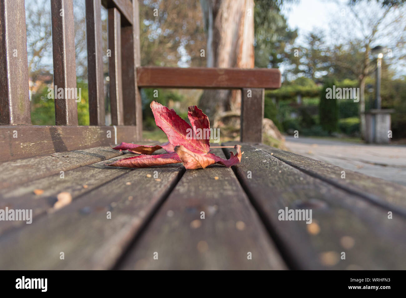 single tree leaf on a bench Stock Photo - Alamy