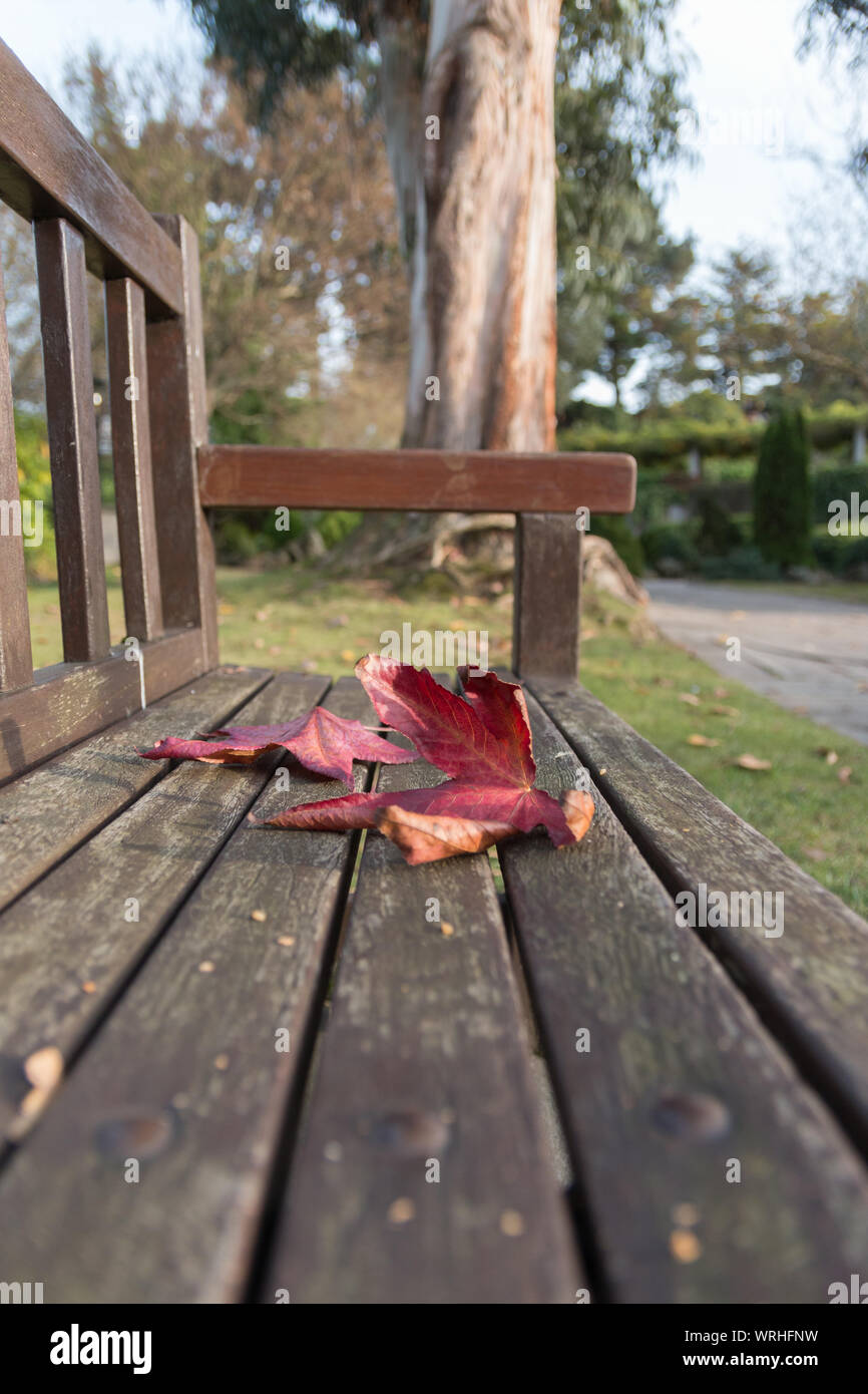 single tree leaf on a bench Stock Photo - Alamy