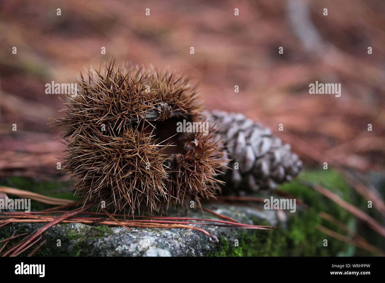 Chestnut and pine hi-res stock photography and images - Alamy