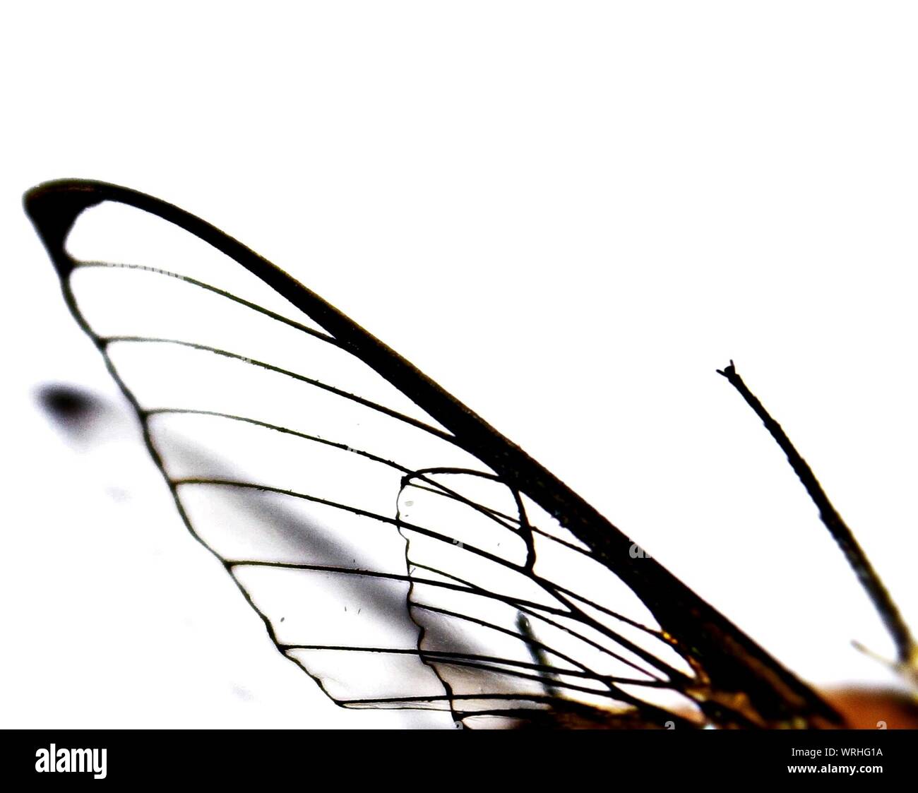 Close up of butterfly wing hi-res stock photography and images - Alamy