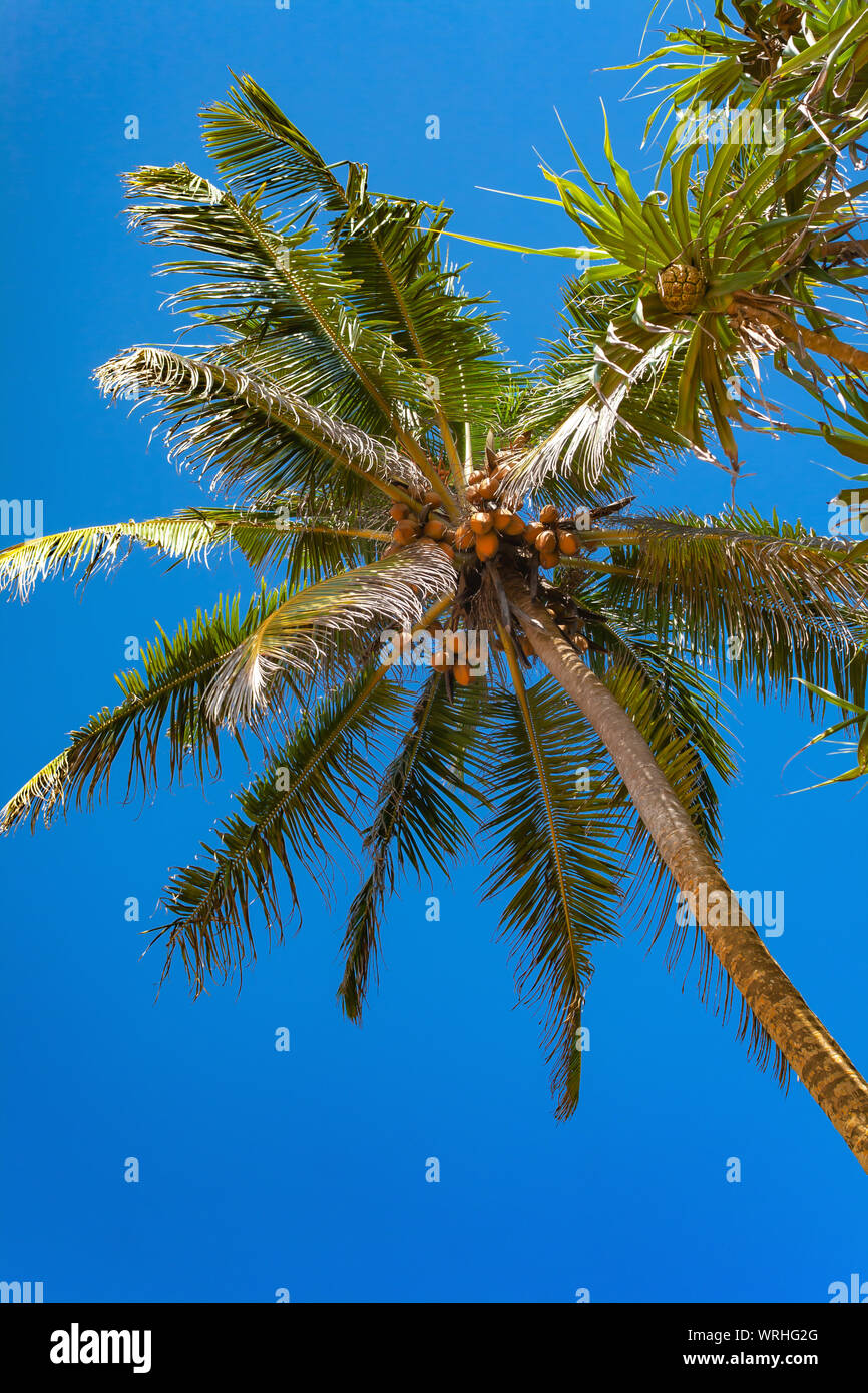 Tops of palm trees hi-res stock photography and images - Alamy