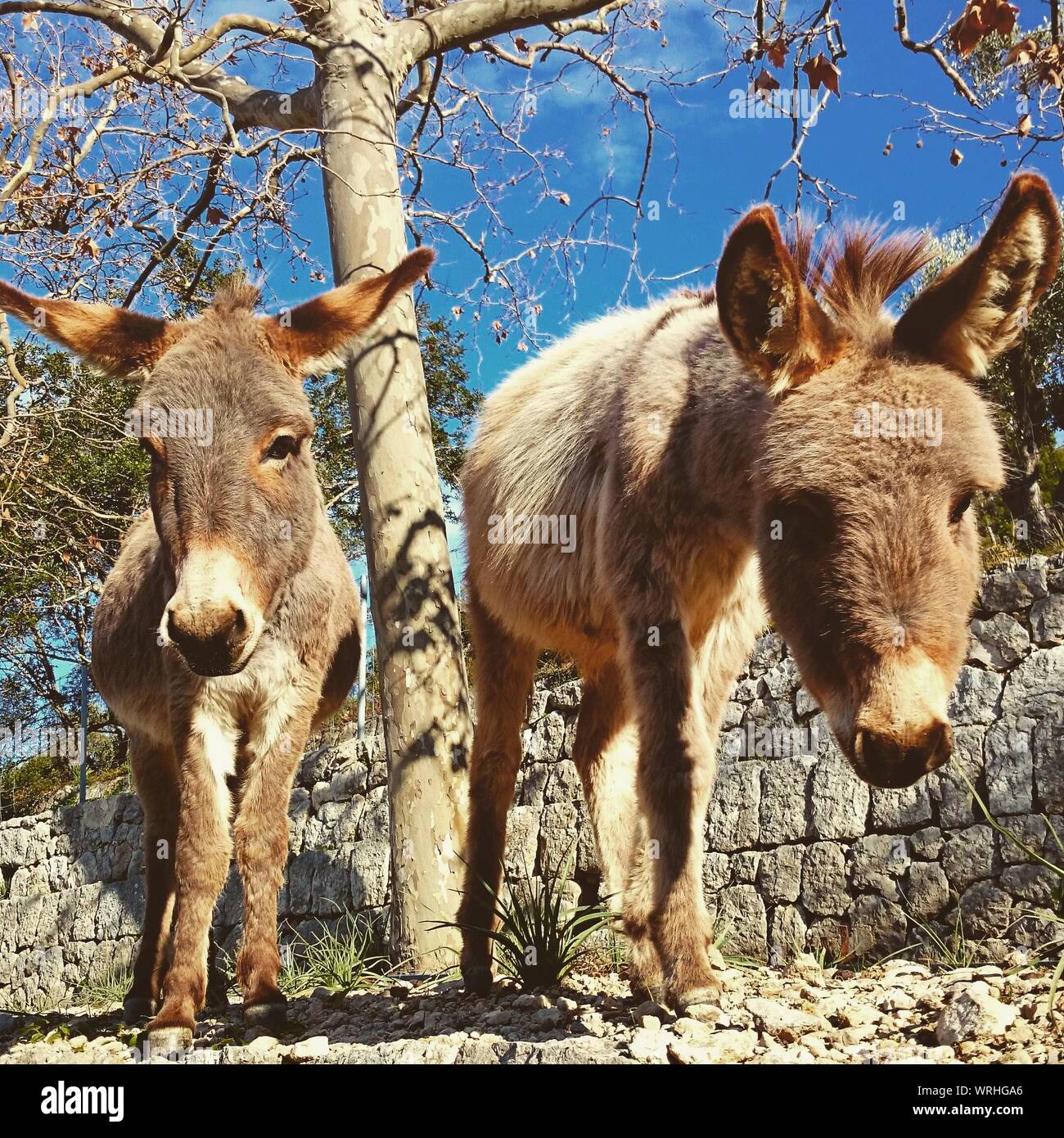Staring Donkeys High Resolution Stock Photography and Images - Alamy