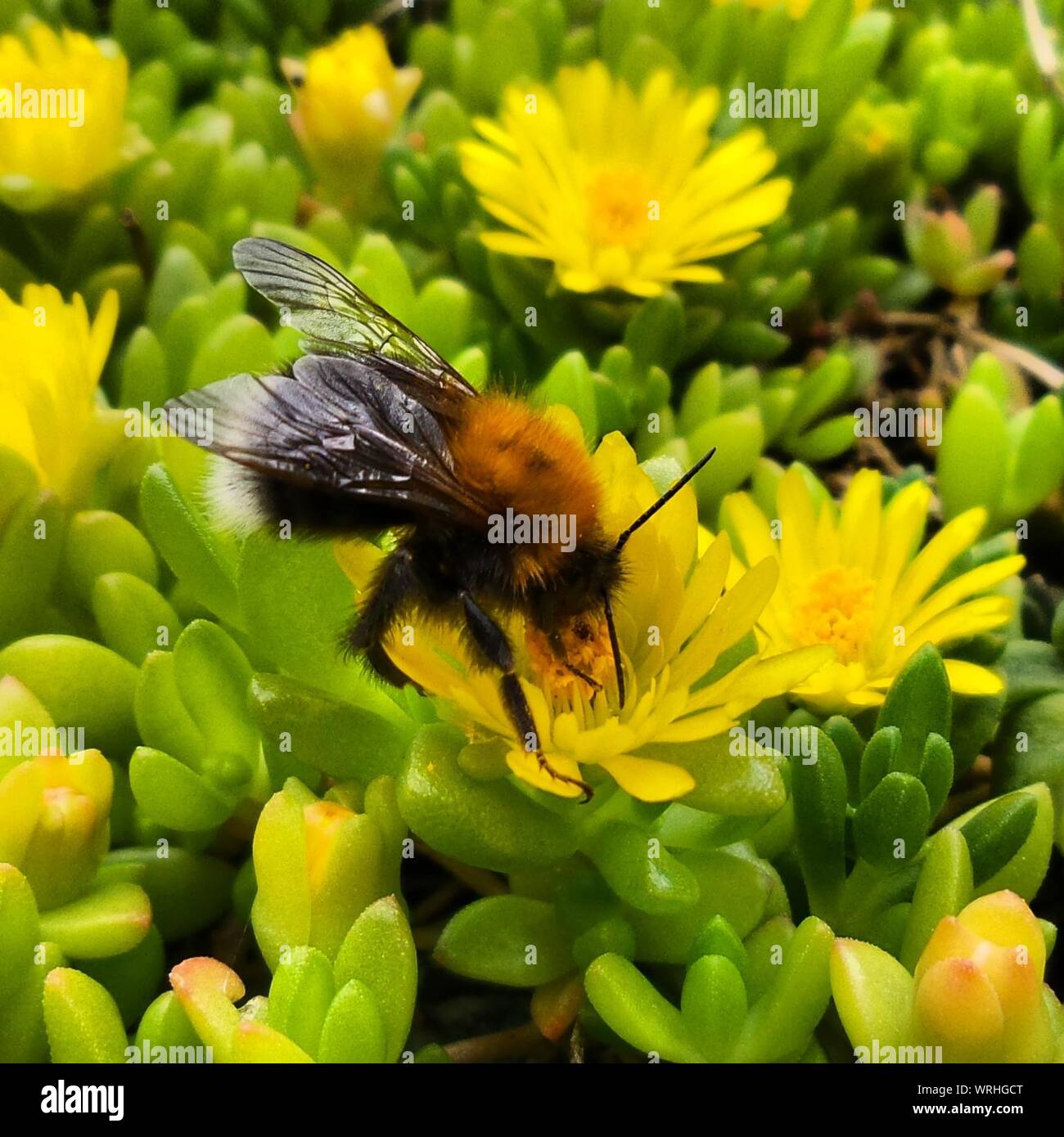 Insect pollinated hi-res stock photography and images - Alamy