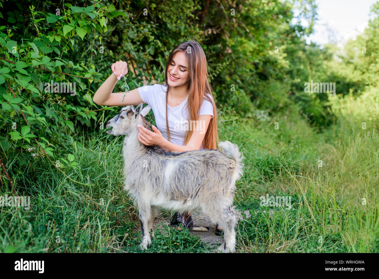 Care that matters. woman vet feeding goat. farm and farming concept ...