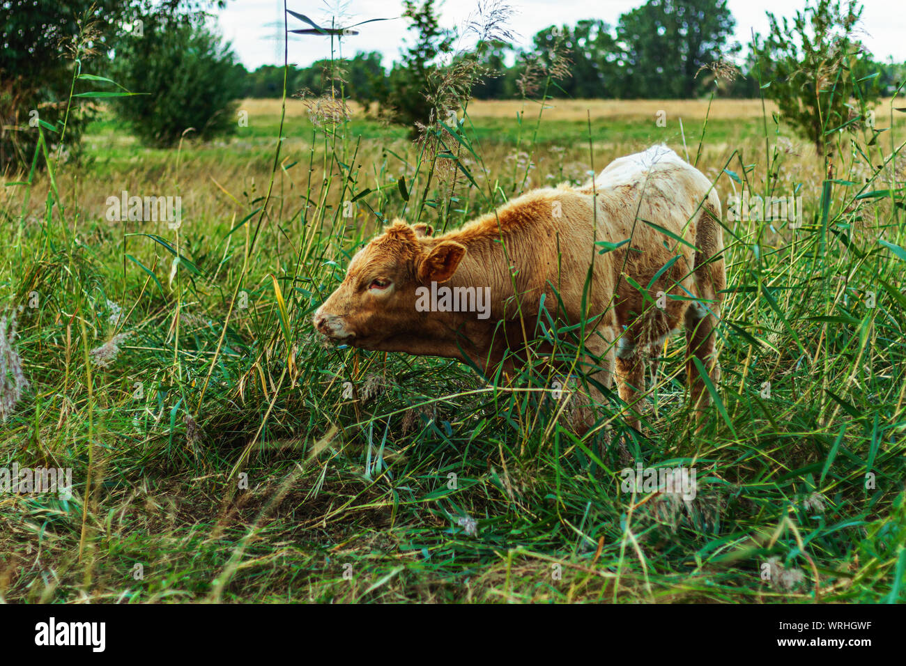 Grazing in nature hi-res stock photography and images - Alamy