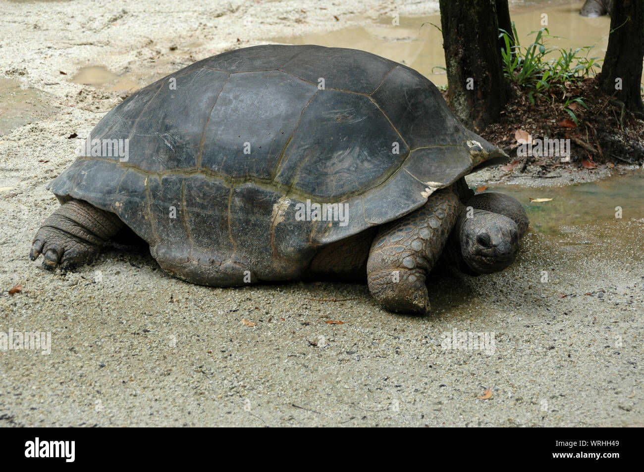Giant turtle on riverbank in Sarawak Borneo South East Asia Stock Photo ...