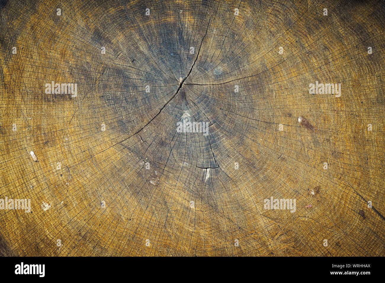 Old dirty tree cut close-up. Abstract background and texture for design ...