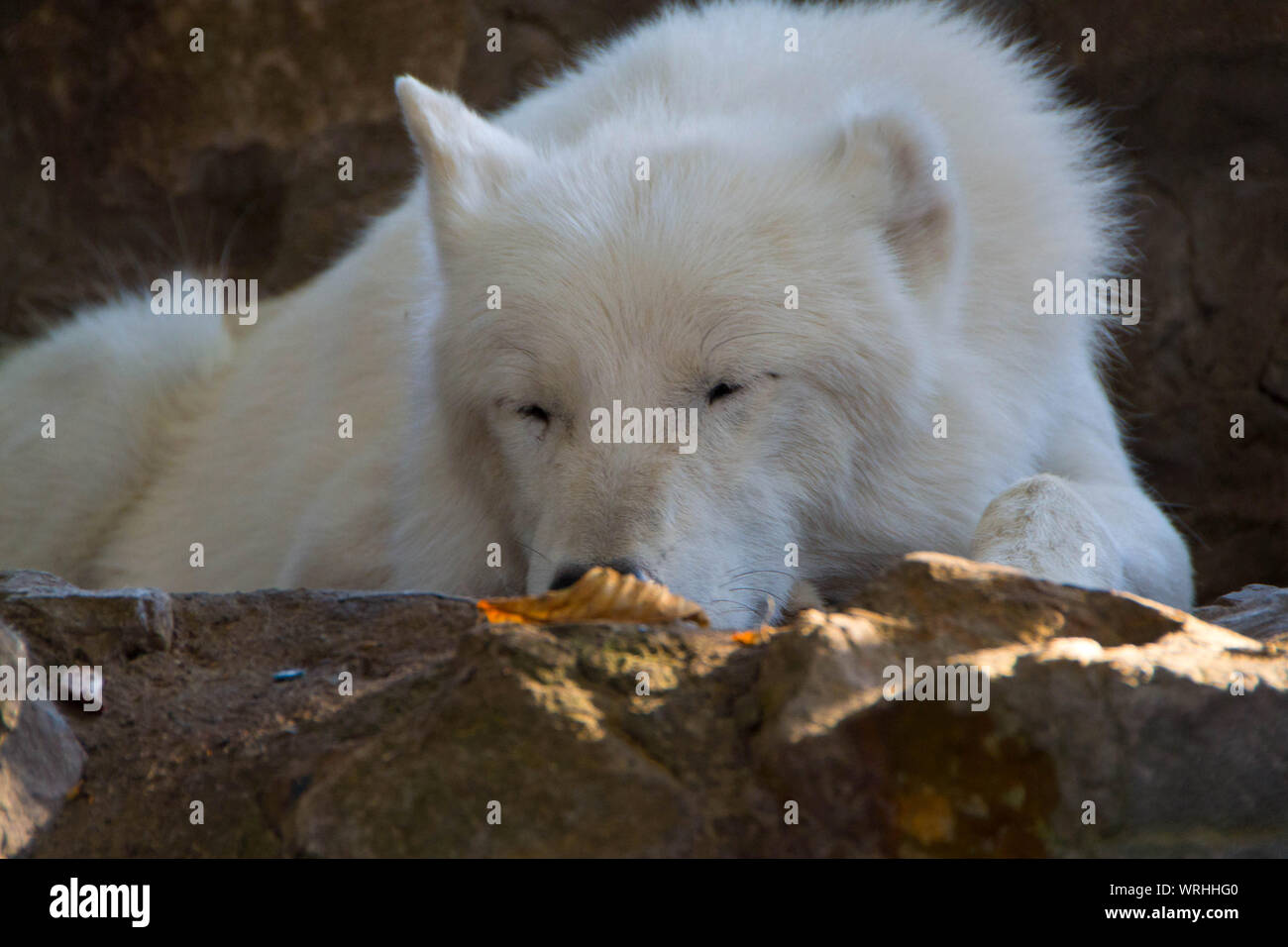 White wolf. Sleeping white wolf in front of his burrow. - image Stock ...