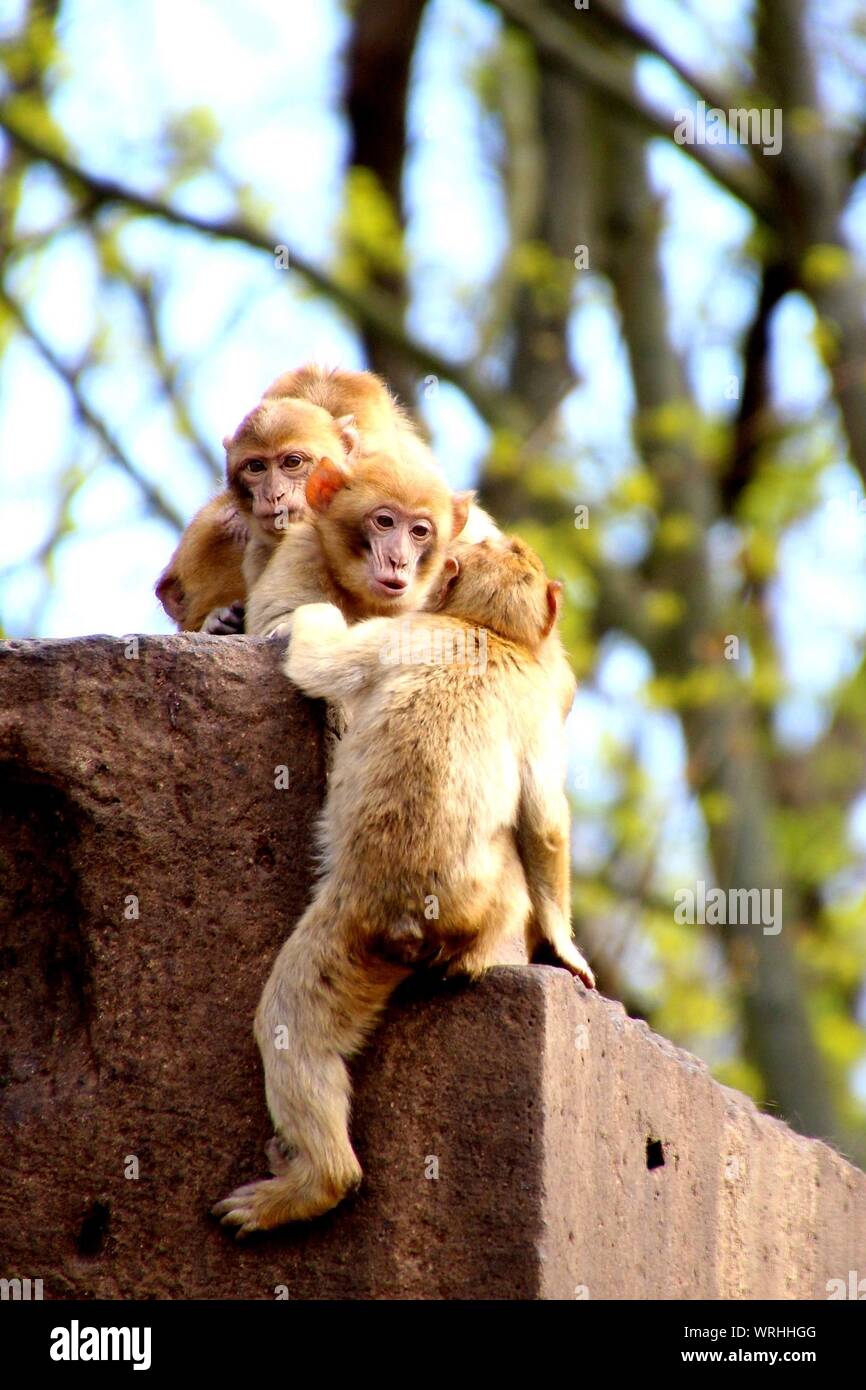 Group of monkeys hi-res stock photography and images - Alamy