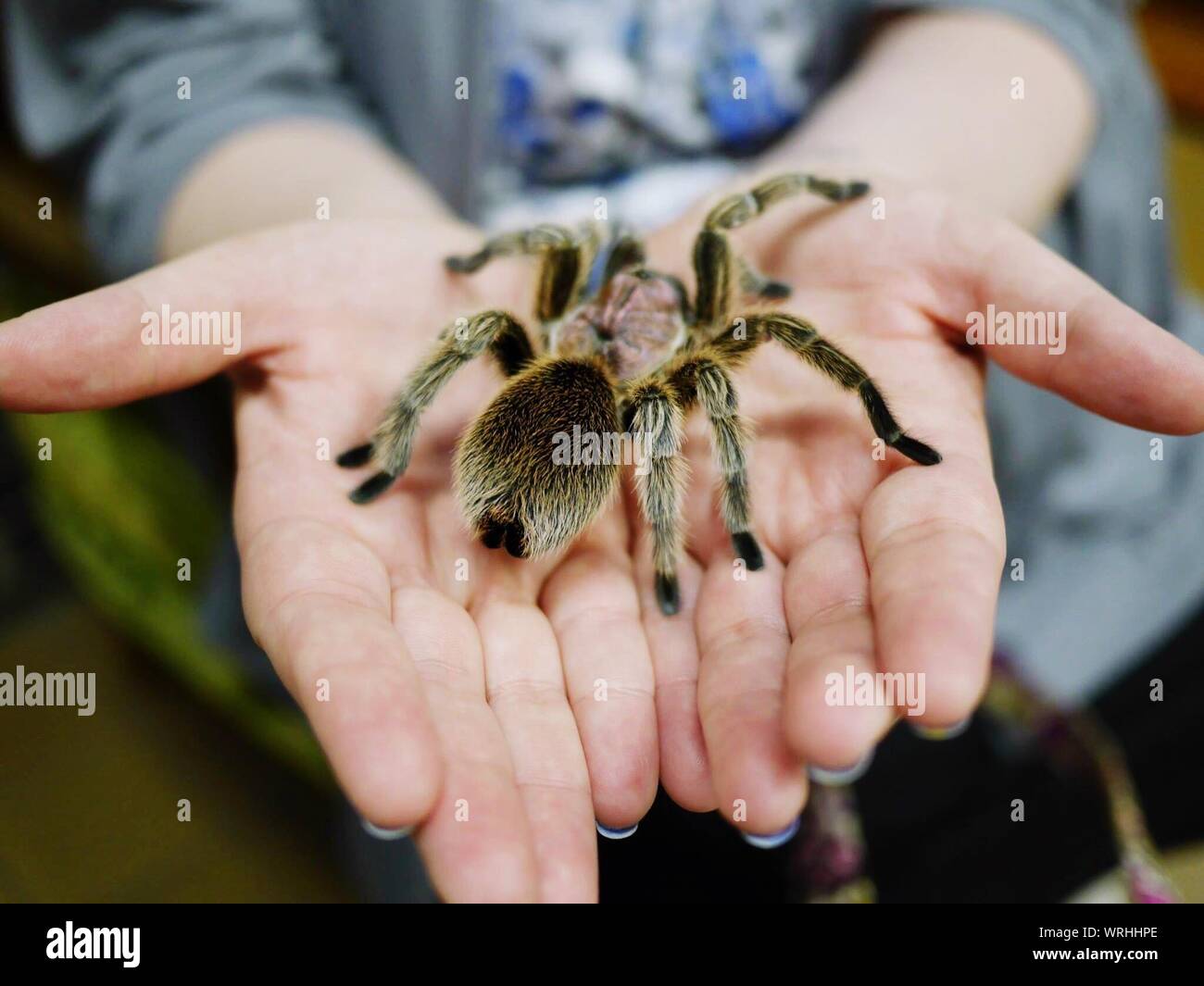 Tarantula Body High Resolution Stock Photography and Images - Alamy