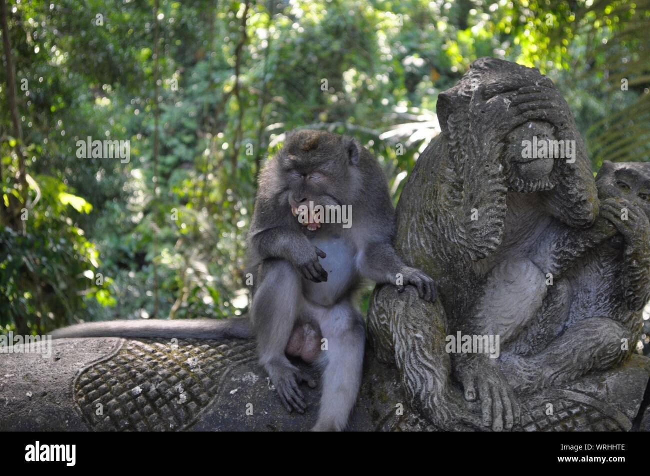 Angry monkey hi-res stock photography and images - Alamy