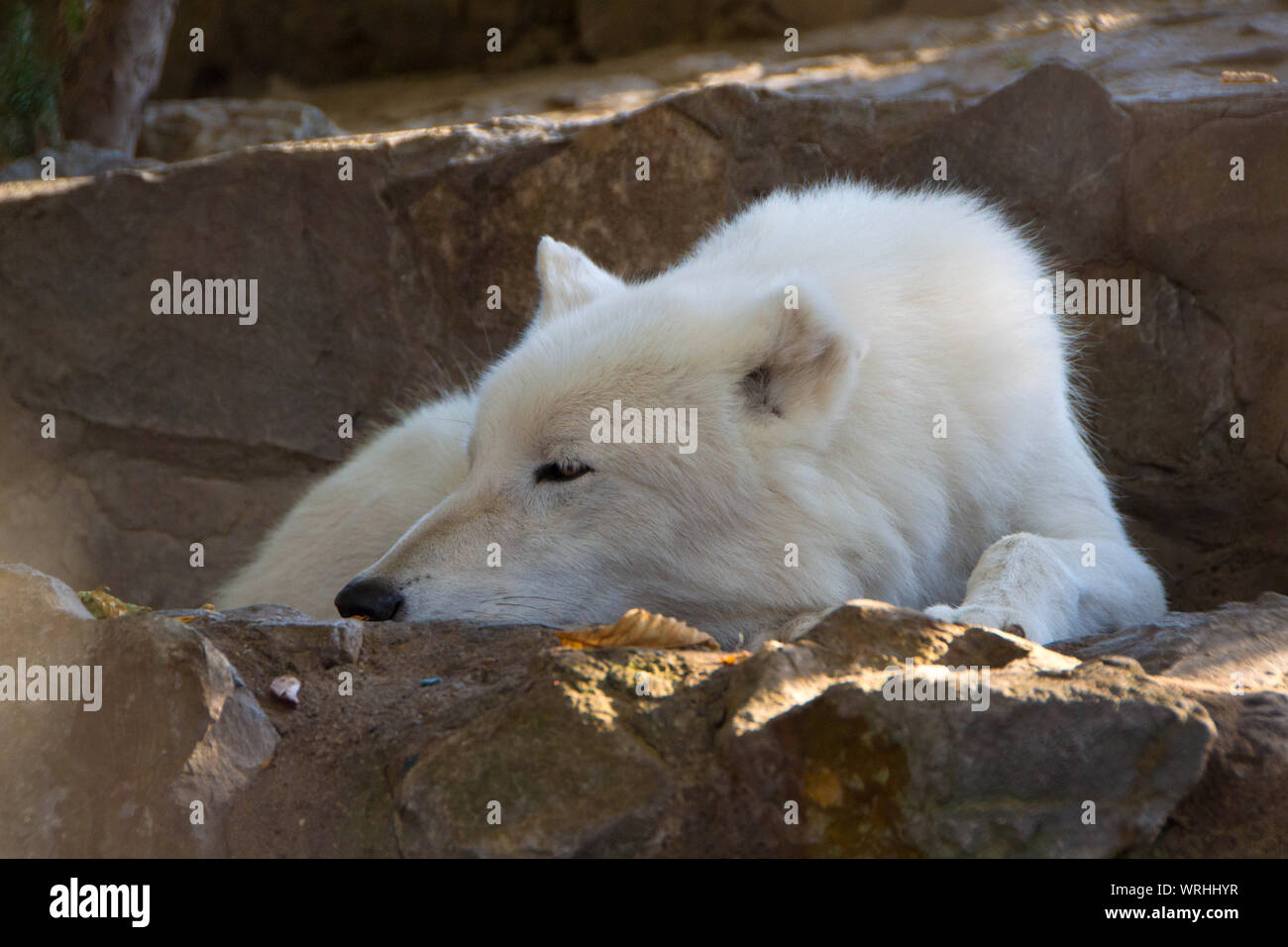 White wolf. Sleeping white wolf in front of his burrow. - image Stock ...
