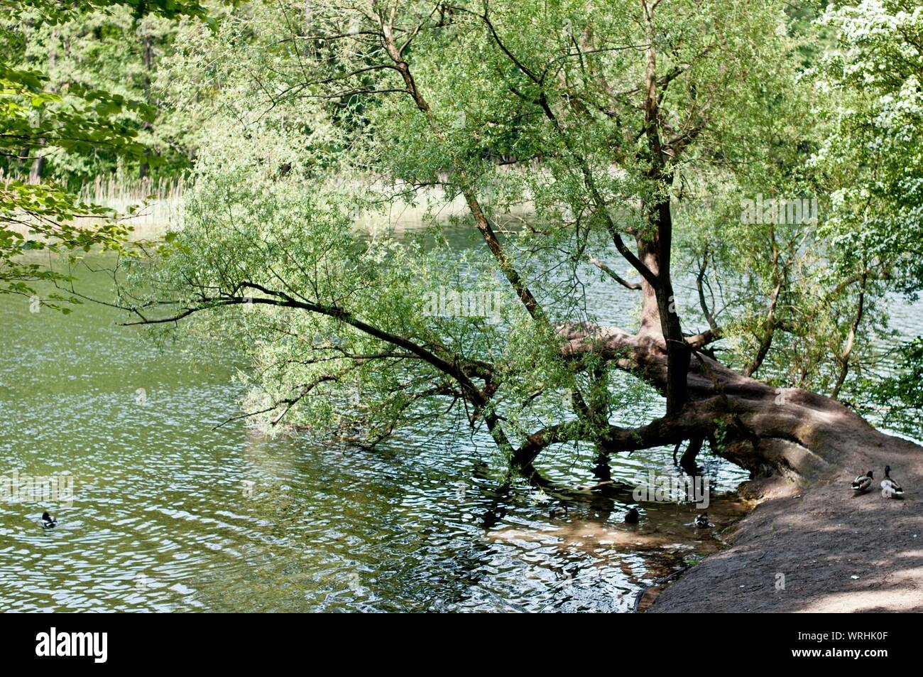 Fallen Tree Over Lake Stock Photo - Alamy