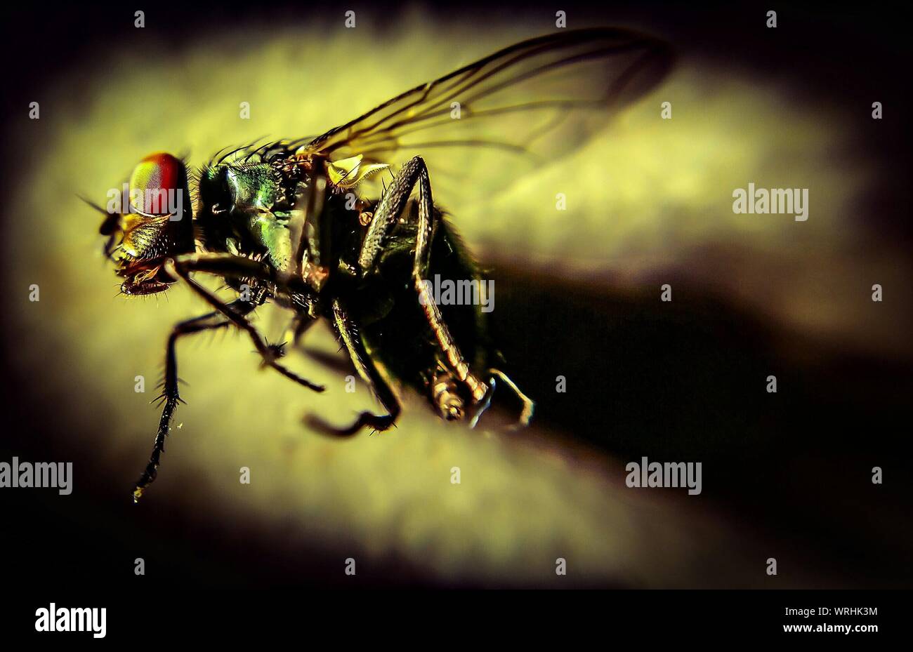 Housefly close up hi-res stock photography and images - Alamy