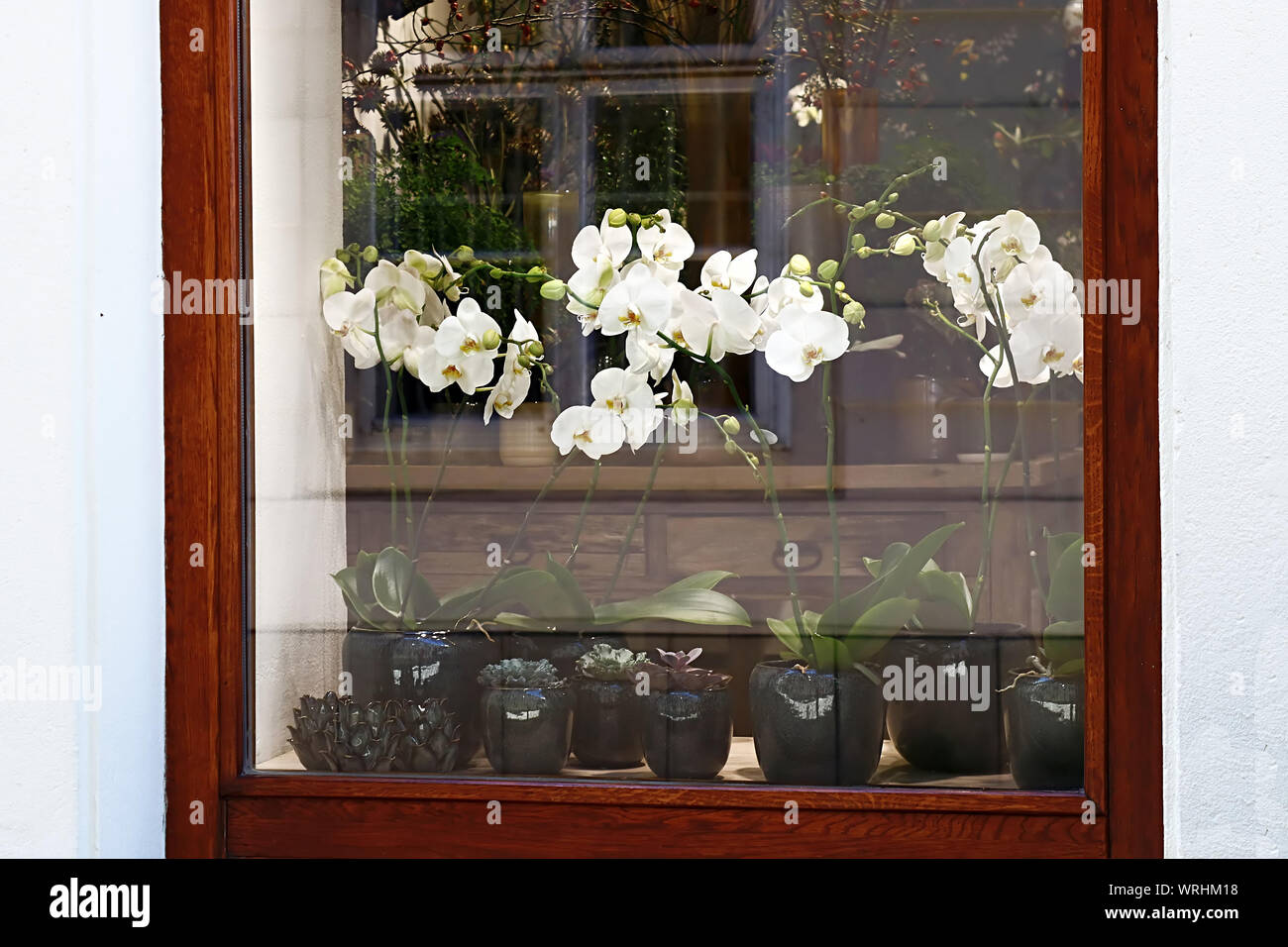 Window of a flower shop. White orchids in pots are mounted on the ...
