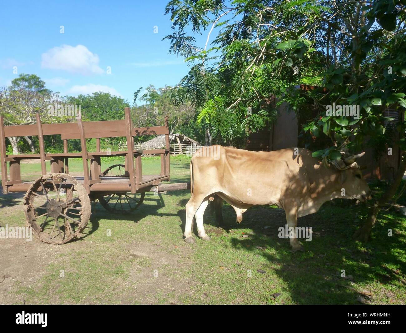Cow Cart High Resolution Stock Photography and Images - Alamy