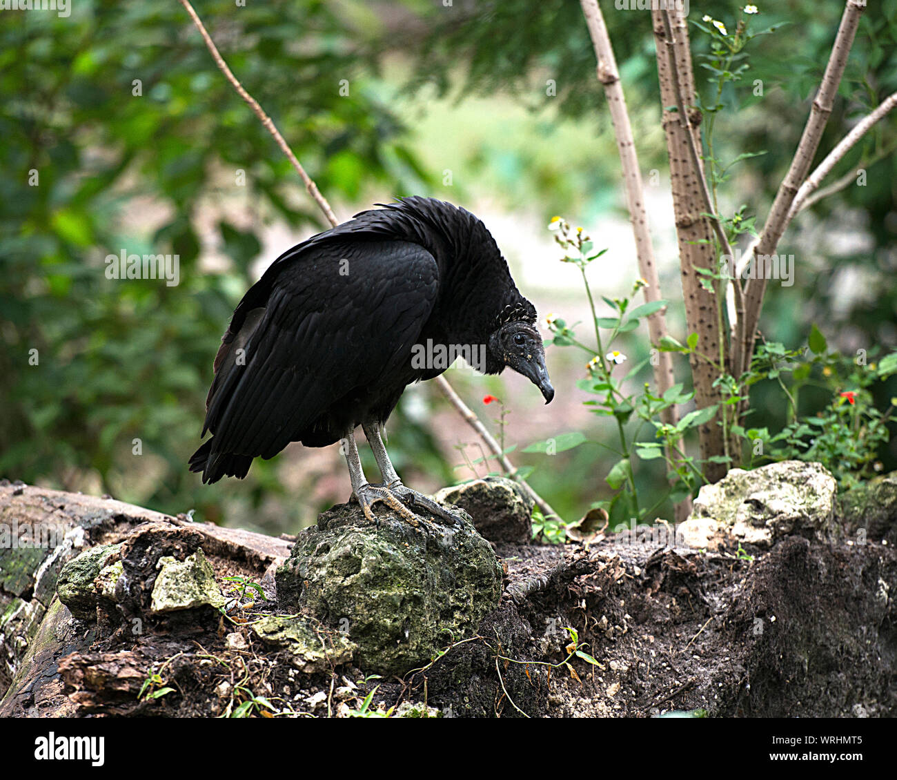 Black Vulture bird close-up profile view with a bokeh background ...