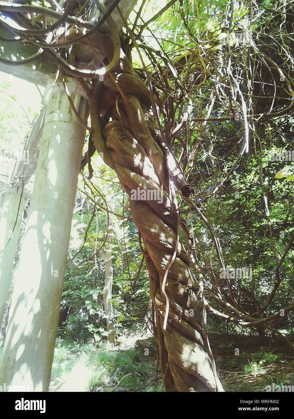 Tangled roots hi-res stock photography and images - Alamy