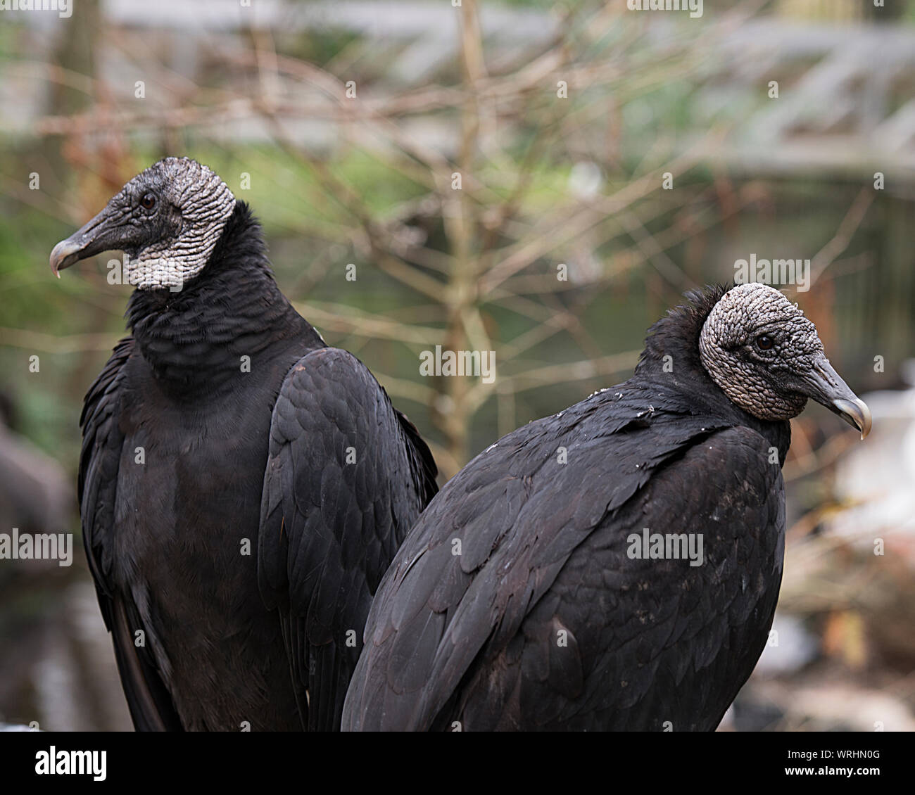 Black Vulture Head
