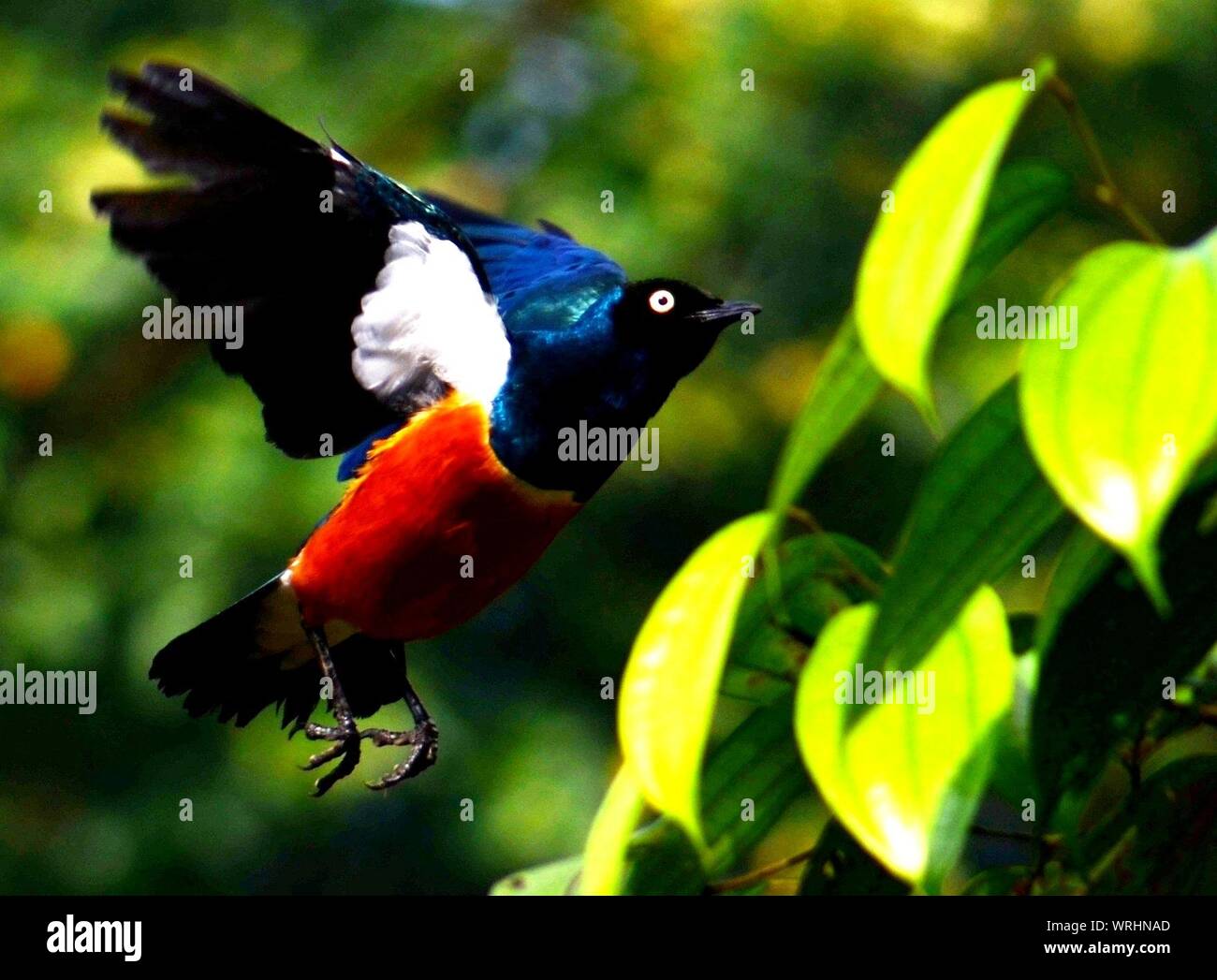 Orange starling hi-res stock photography and images - Alamy
