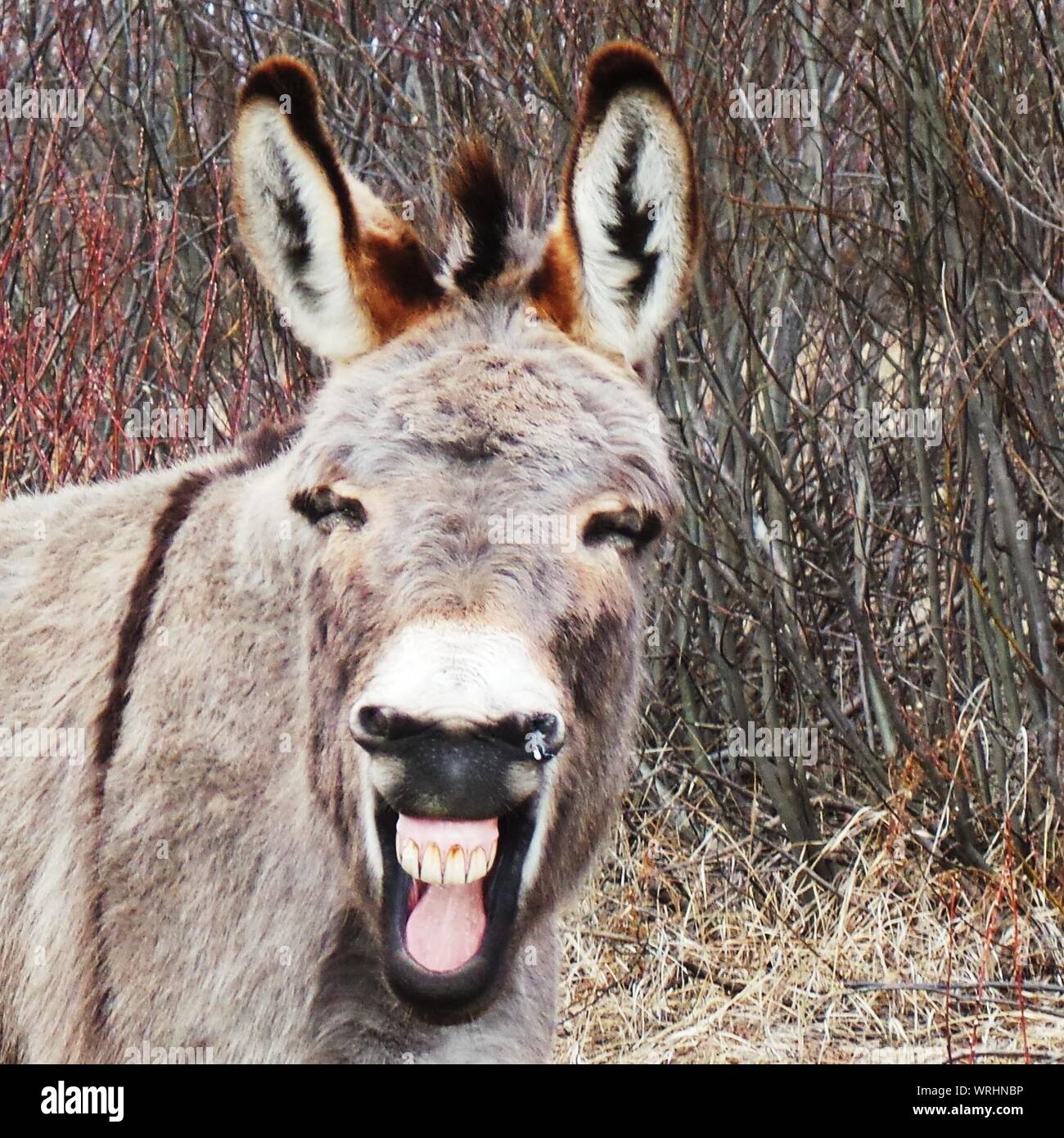 Donkey mouth open hi-res stock photography and images - Alamy