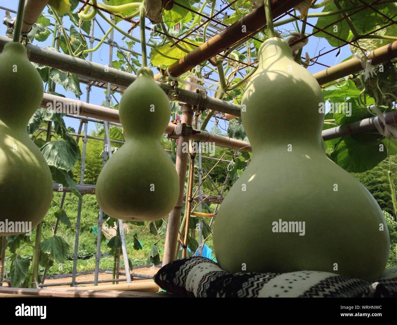 Gourd shaped bottle hi-res stock photography and images - Alamy