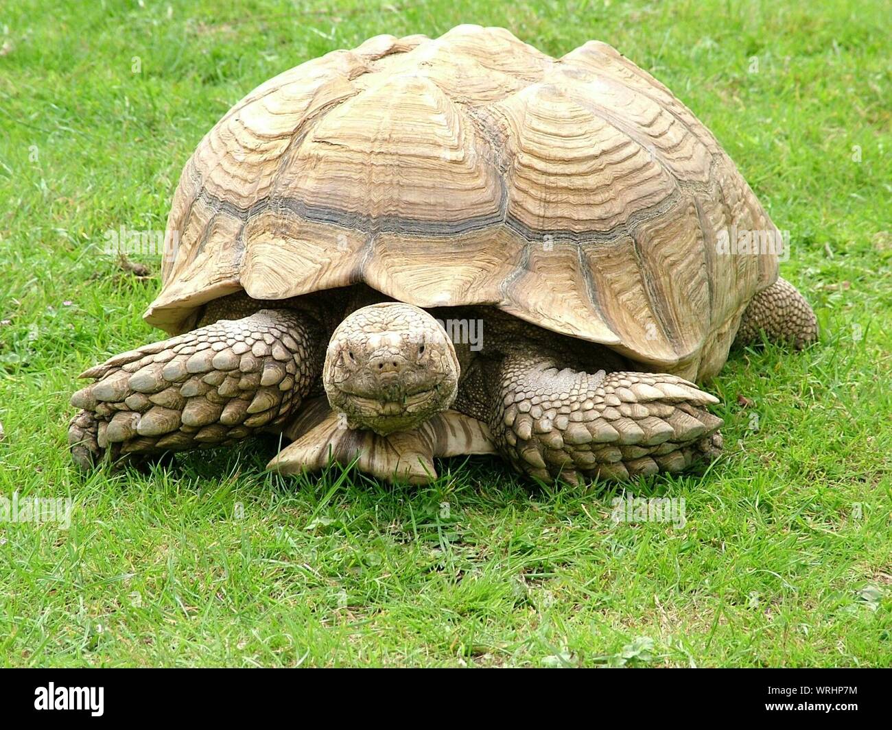 Giant turtle hi-res stock photography and images - Alamy