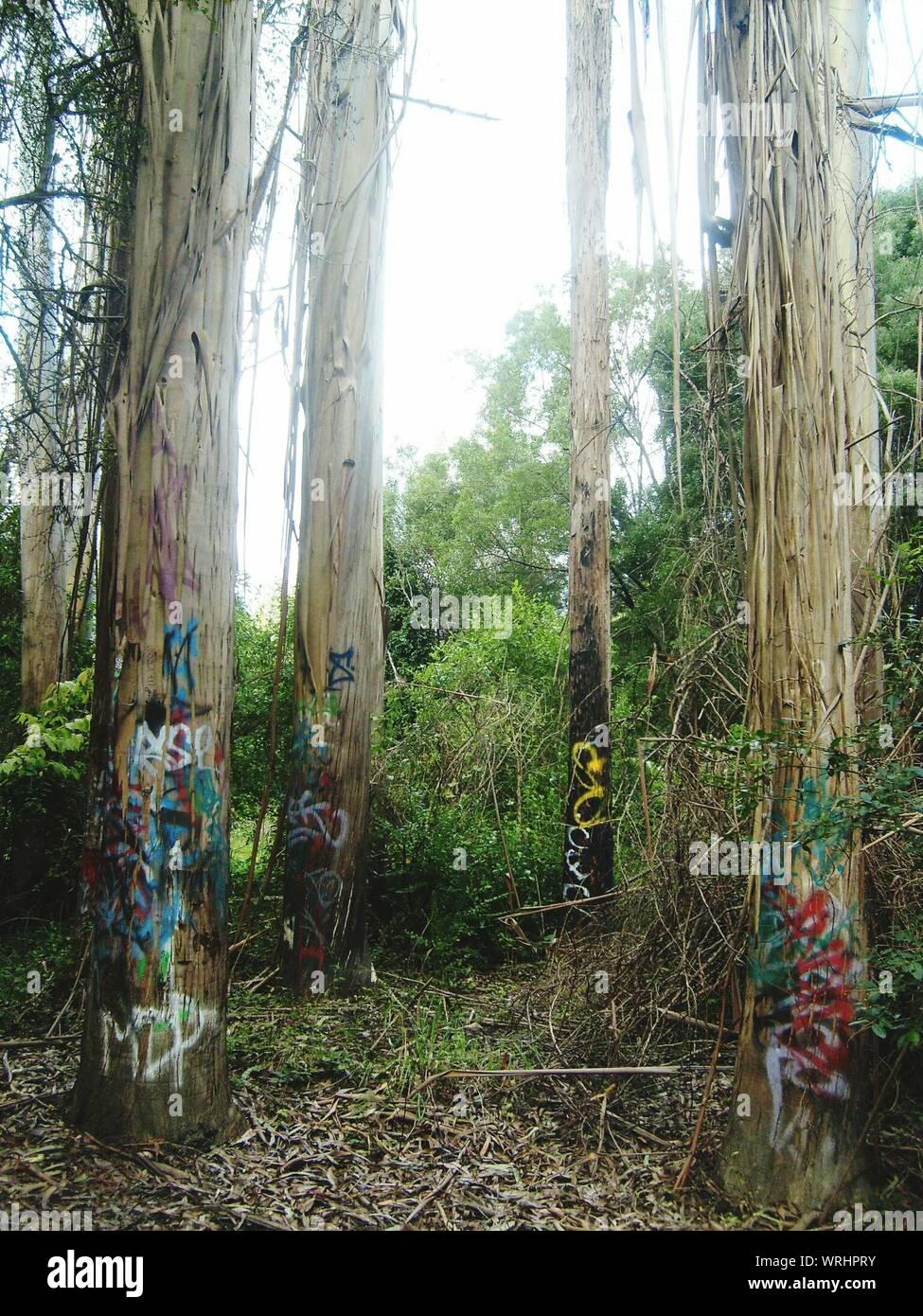 Graffiti tree hi-res stock photography and images - Alamy