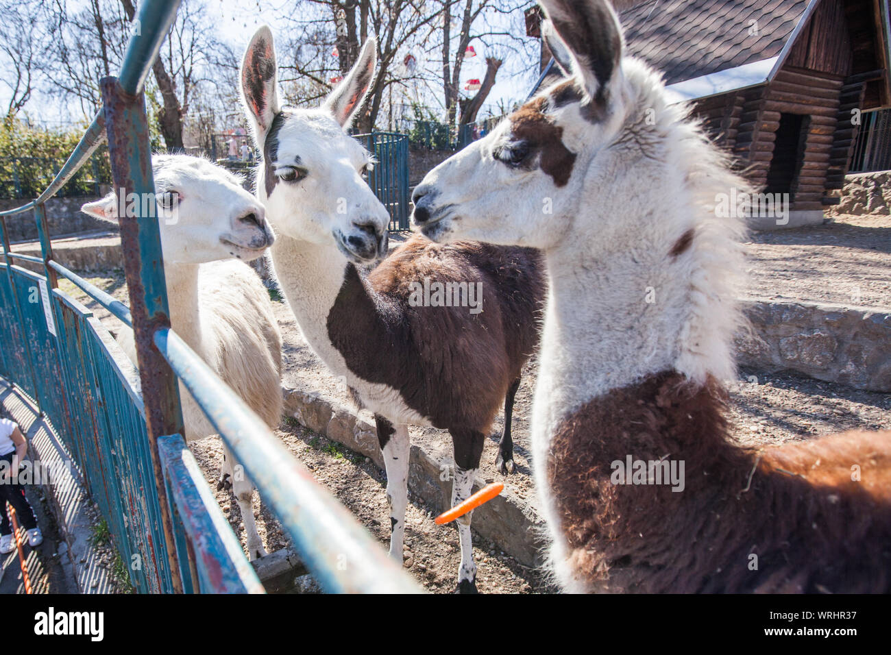 Lama animal hi-res stock photography and images - Alamy