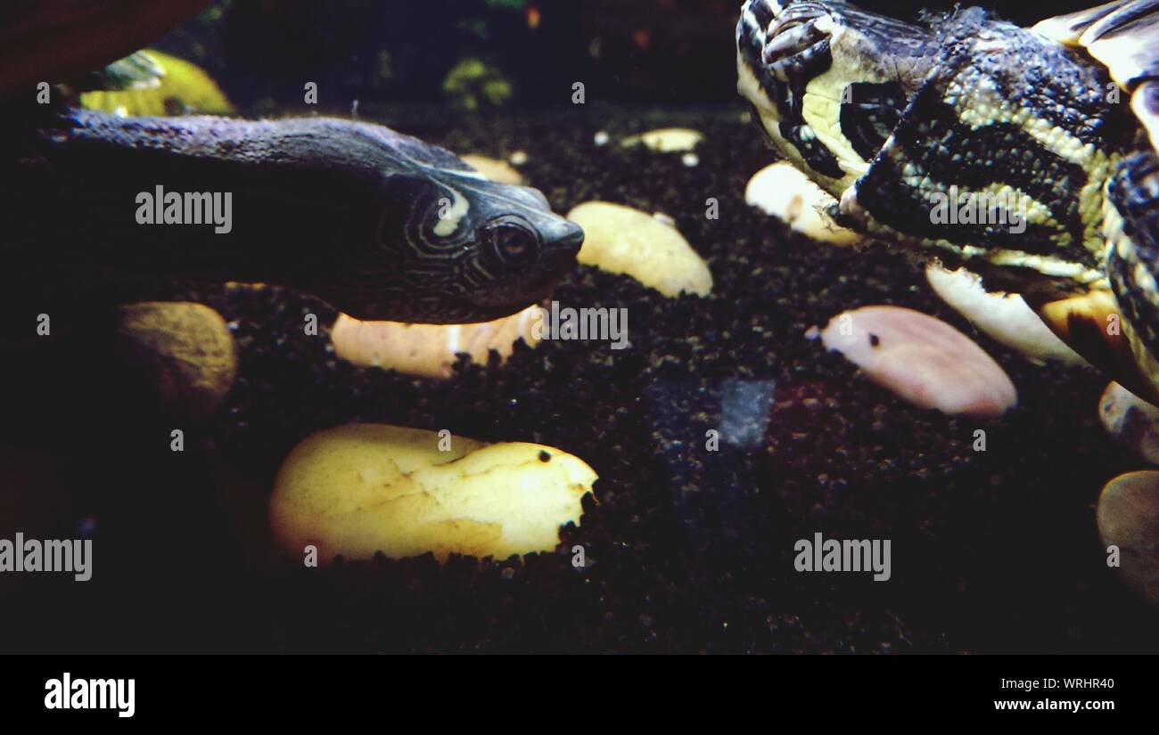 Land turtles hi-res stock photography and images - Alamy