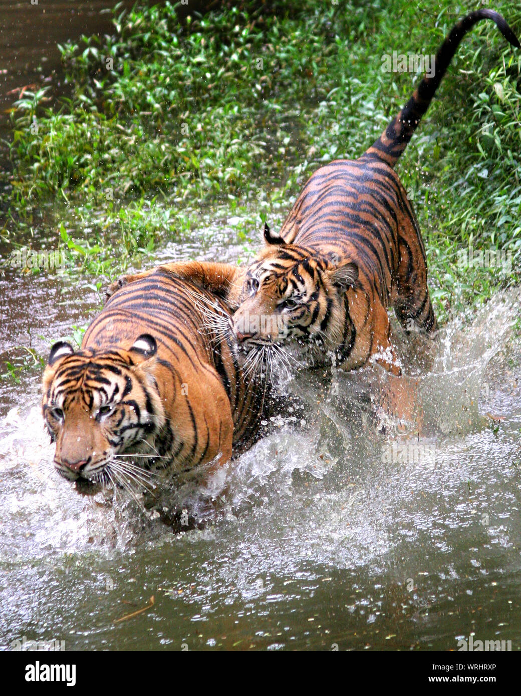 Tiger Splashing Water High Resolution Stock Photography and Images - Alamy
