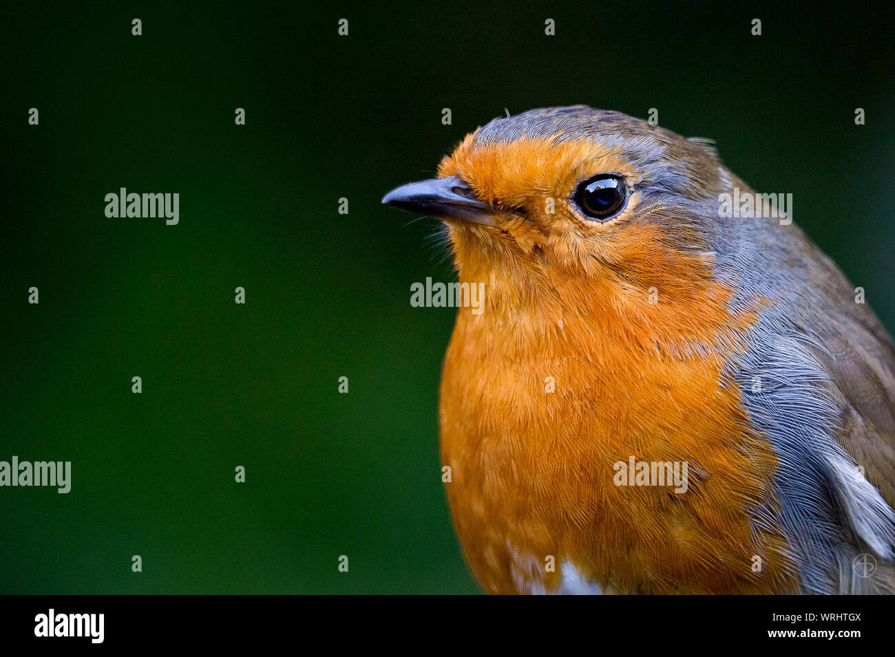 Very small bird hi-res stock photography and images - Alamy