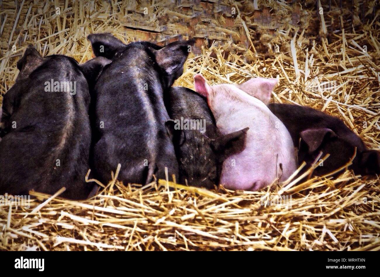 Pig lying down hi-res stock photography and images - Alamy