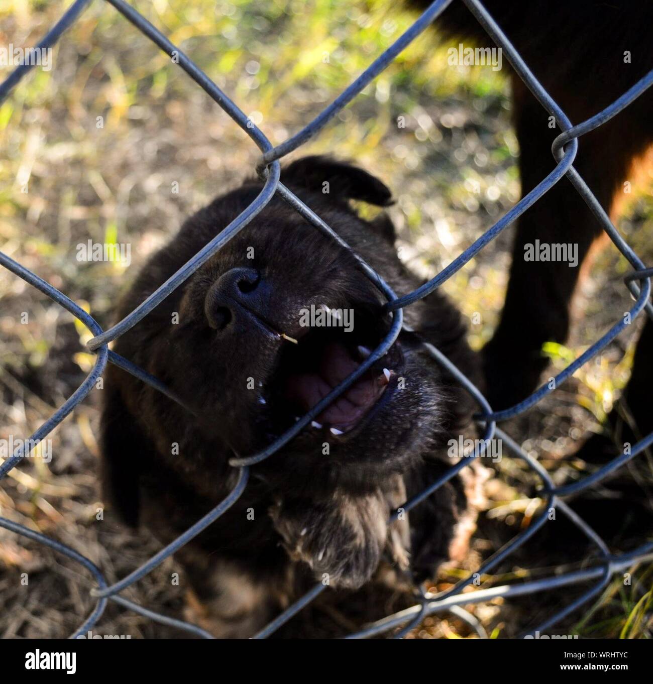 Open chainlink fence hi-res stock photography and images - Alamy