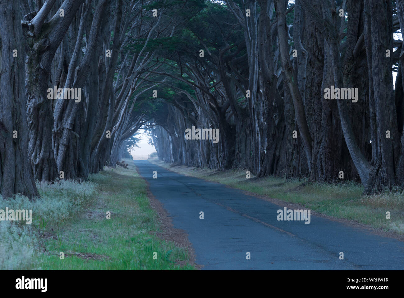 Tree canopy arching over a misty road, California, USA Stock Photo - Alamy