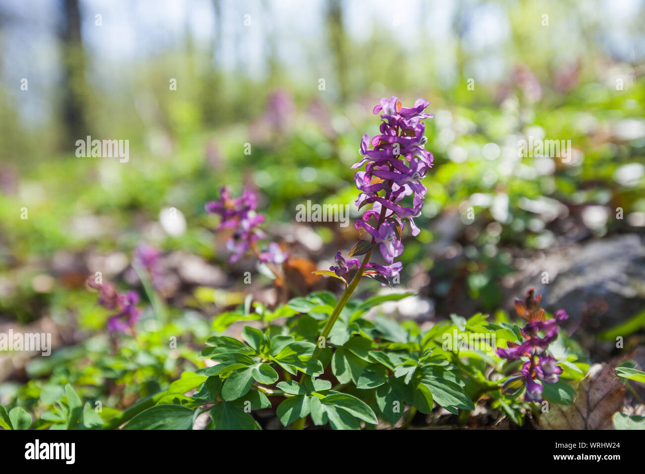 Spring flowers in the morning at spring forest Stock Photo - Alamy