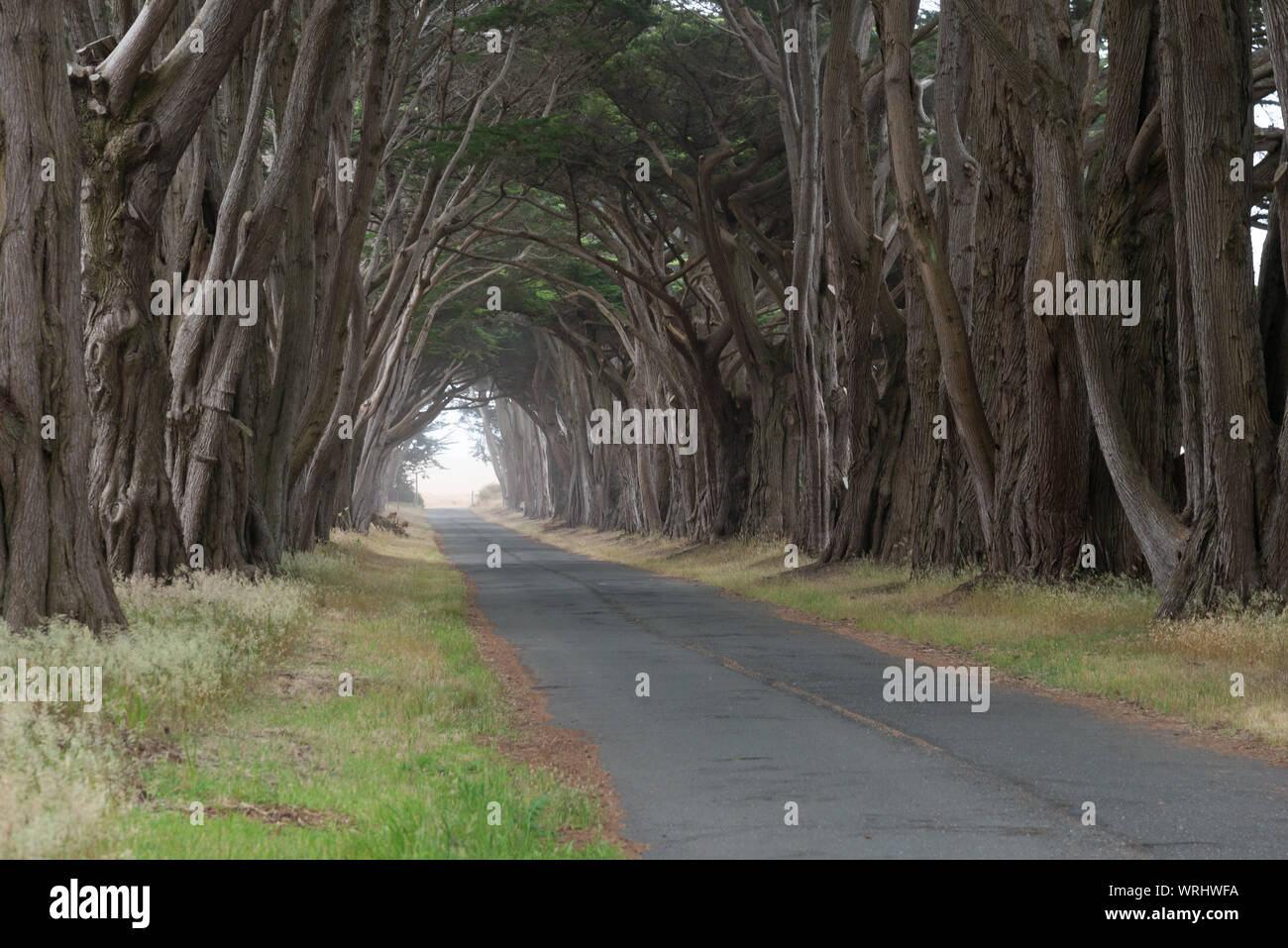 Tree canopy arching over a misty road, California, USA Stock Photo - Alamy