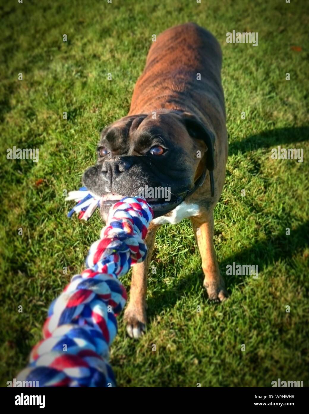 Dog pulling hi-res stock photography and images - Alamy