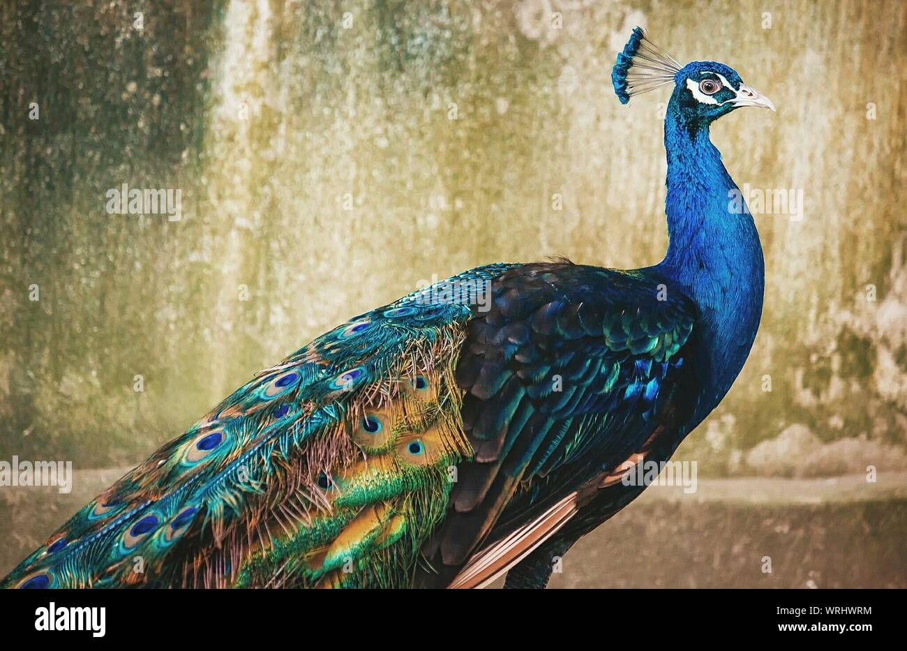 A view of a male peacock head hi-res stock photography and images - Alamy