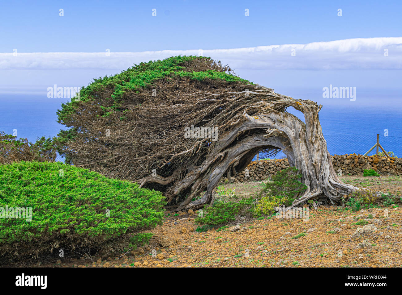 Phoenicean juniper tree (Juniperus phoenicea canariensis), with blue ...