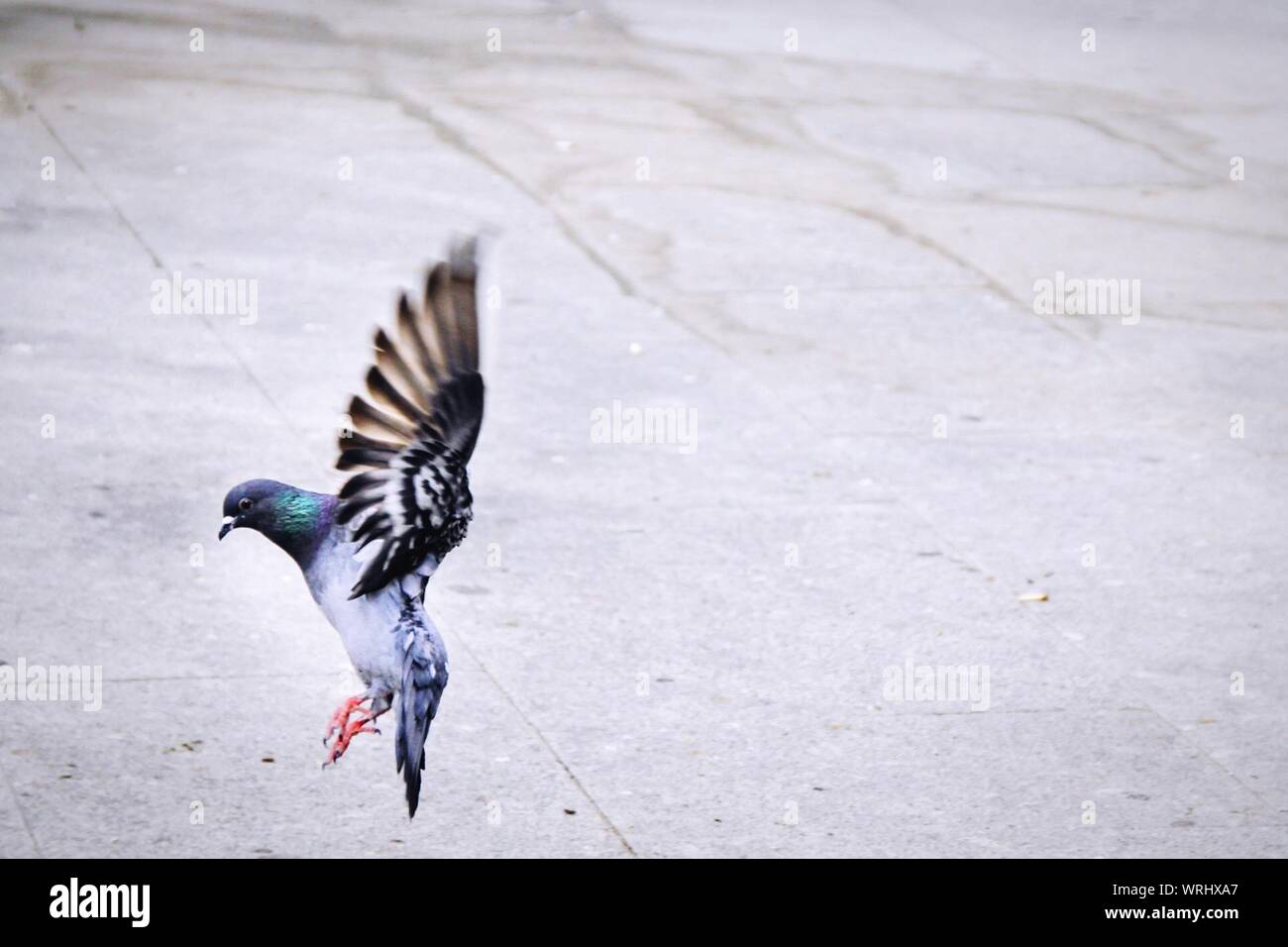 Pigeon flying above hi-res stock photography and images - Alamy