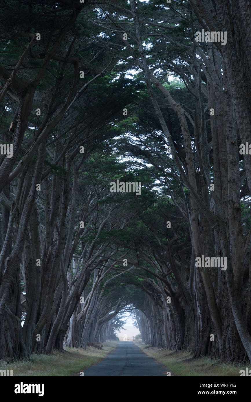 Tree canopy arching over a misty blue road, California, USA Stock Photo ...
