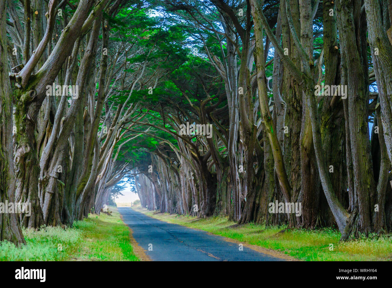 Tree canopy arching over a misty road, California, USA Stock Photo - Alamy